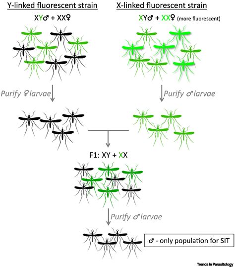 Sex Sorting For Pest Control Its Raining Men Trends In Parasitology Sex Sorting For Pest Control Its Raining Men Trends In Parasitology