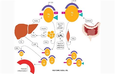 Management Of Hypertriglyceridemia The Bmj