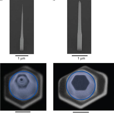 Nanowire Quantum Dot Sample A Scanning Electron Microscopy Image Of