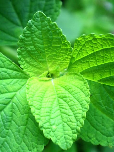Peppermint A Wild Plant Whose Benefits Are Not Known In Indonesia