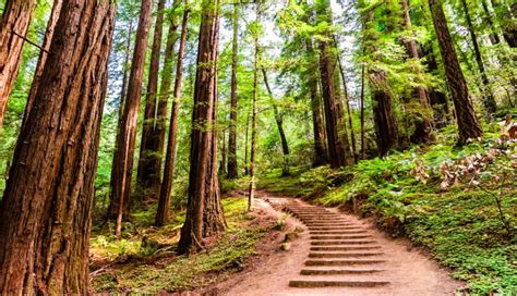 What To See And Do In Muir Woods National Monument