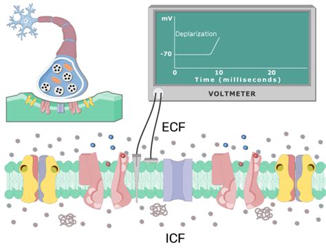 Membrane Repolarization Definition And Interactive Diagram Getbodysmart