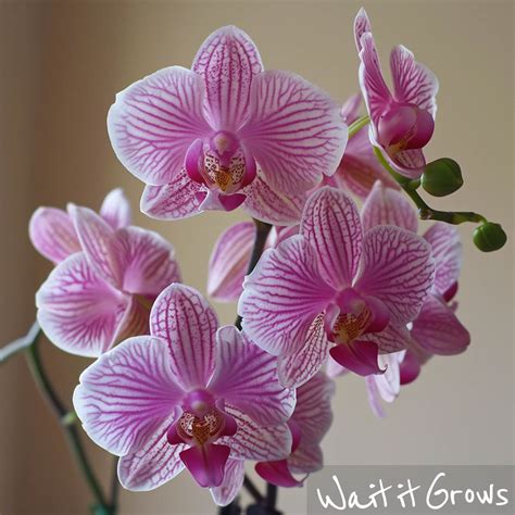 Orchid Temperature Range Caring For Your Orchids WaitItGrows