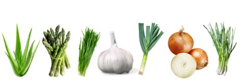 Different Plant Families