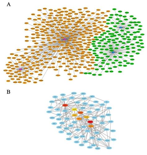 A Network Map Of Mirna Regulating Mrna Orange Means Upregulated