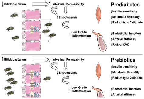 The Effect Of Prebiotic Supplementation With Inulin On Cardiometabolic Health Rationale Design