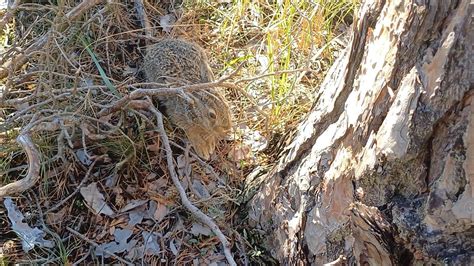 Осінній похід коп гриби та діч Youtube