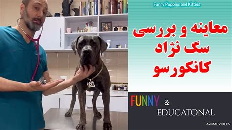 معاینه و‌بررسی سگ نژاد کانکورسو یک سگ بزرگ و جذاب ایتالیایی Youtube