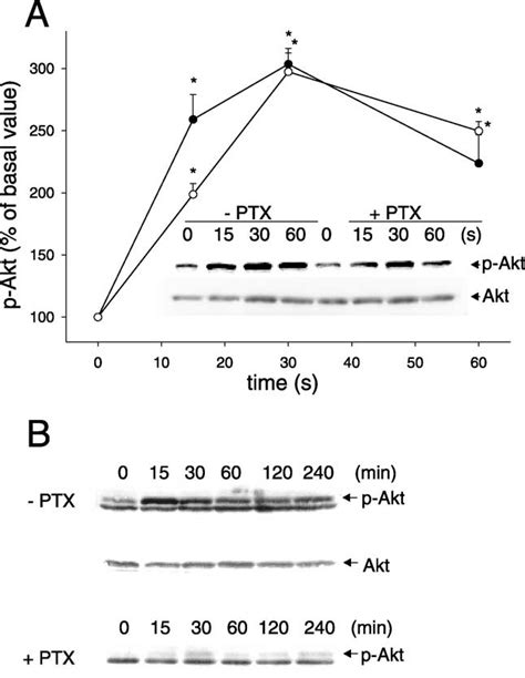 Cxcl12 Induces Akt Phosphorylation With Different Kinetics And