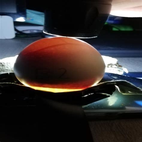 Egg Object Detection Dataset And Pre Trained Model By Eggs