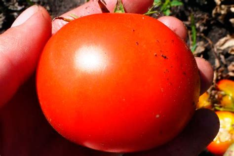 Томат "Барон" F1 | Характеристика и описание сорта, урожайность, фото