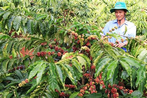 Gia Lai Coffee Aims For Global Branding