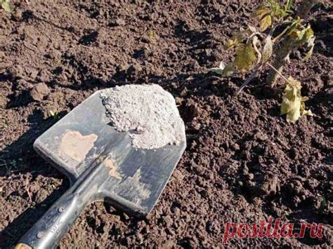 Какие растения категорически нельзя подкармливать золой: эффект от у ...