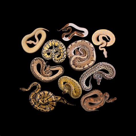 Ball Python Morphs Chart