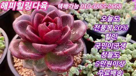 해피힐링다육 전품목 20할인 5만원이상 무료배송 ♡파스텔레온♡체리로즈♡에스터♡별의눈물♡블러디로즈♡라디칸스♡스와베오렌스