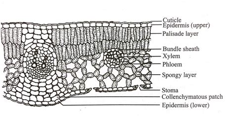 Internal Structure Anatomy Of Dorsiventral Leaf Bioquestonline
