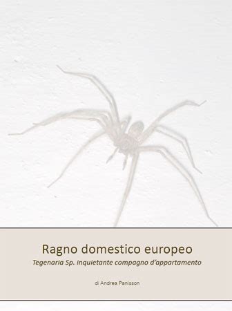 Tegenaria Sp Ragno Domestico Europeo Panix Websiting