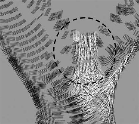 15a Illustrates The Results Of The Described Collagen Remodeling Download Scientific Diagram