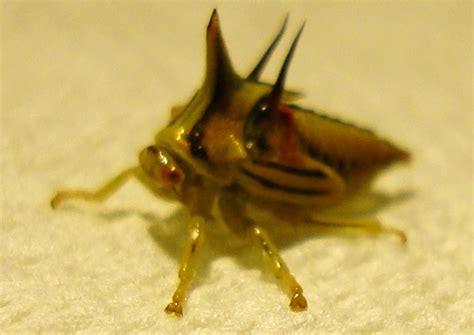 Thorn Treehopper What S That Bug