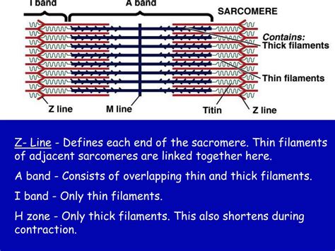 Ppt Muscular System Powerpoint Presentation Free Download Id313166