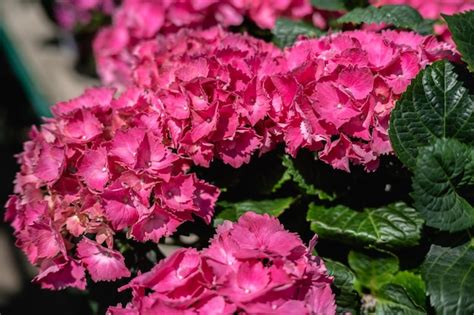 Premium Photo Red Flower Hydrangea Macrophylla