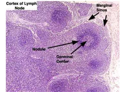 Lymph Node Microscope Slide