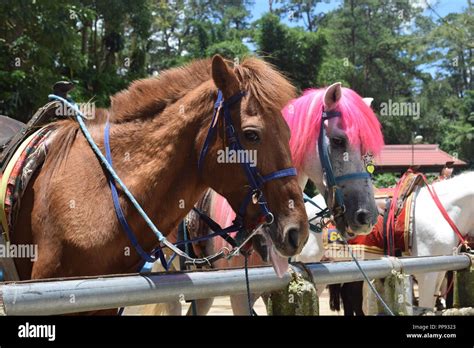 Horseback Riding at the Wright Park is one of the many scenic parts of Baguio. Wright Park is ...