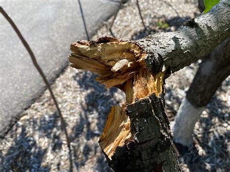 Broken Branch Surviving General Fruit Growing Growing Fruit