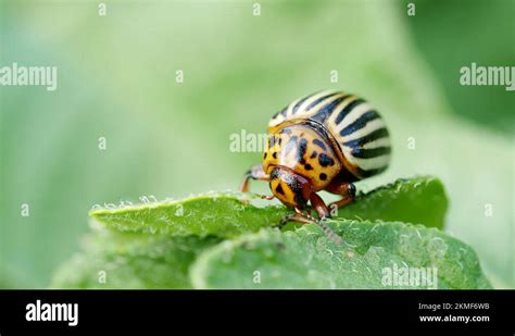 Bug Eating Leaf Stock Videos And Footage Hd And 4k Video Clips Alamy