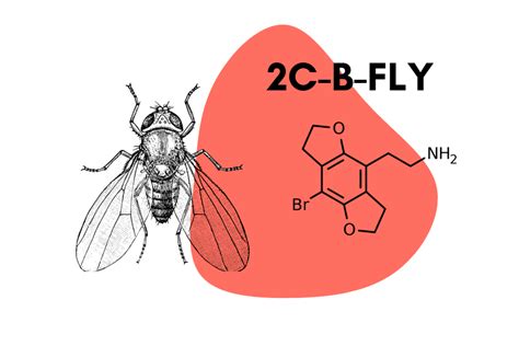 2c B Fly Is It The Best Psychedelic For Arousal And Sexual Intimacy