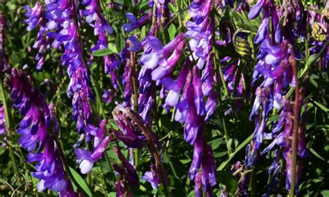 Hairy Vetch A Pollinator Plant And Great Cover Crop Epic Gardening