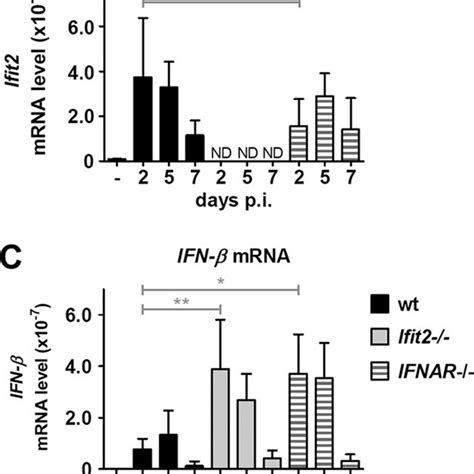 Increased Type I And Iii Interferon Induction In Ifit2 And Ifnar