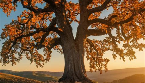 How Do I Calculate The Value Of A Tree Steps To Determining Tree Value