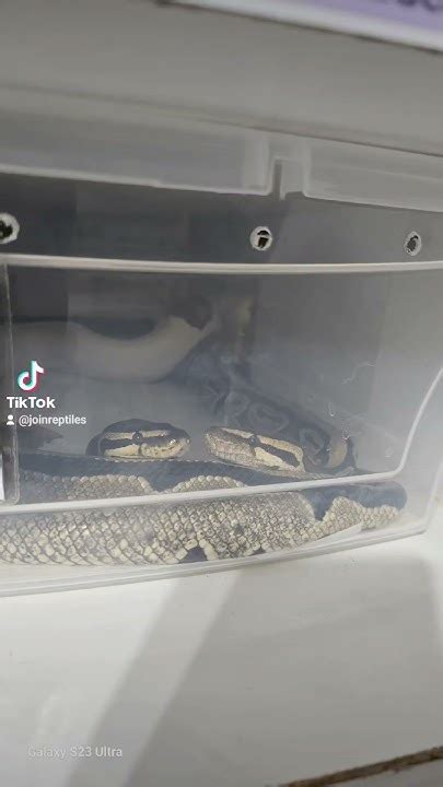 He Lies 😂hanging Around 😏😉👌 Ballpythonbreeding Ballpython Pythonregius Exotics Reptiles