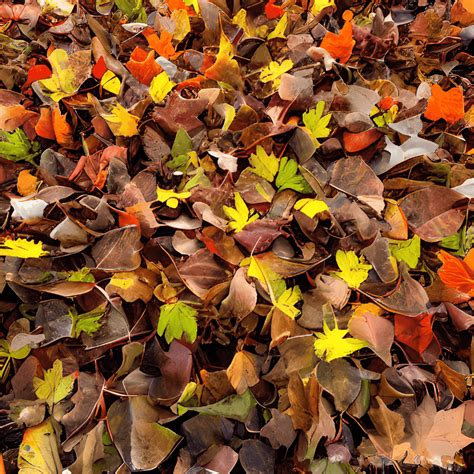 3d Fall Leaf Pile Photograph · Creative Fabrica