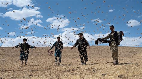 Locust Outbreaks Could Get Worse As Global Temperatures Continue To