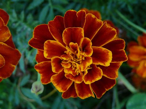 무료 이미지 꽃잎 여름 주황색 빨간 목초 색깔 갈색 식물학 플로라 녹슨 금잔화 매크로 사진 꽃 피는 식물 얼룩 아프리카 인 메리 골드