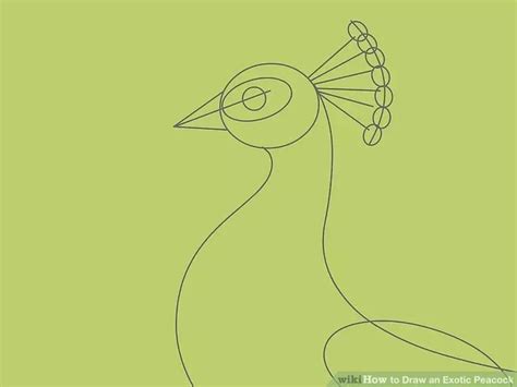 4 Ways To Draw An Exotic Peacock Artofit