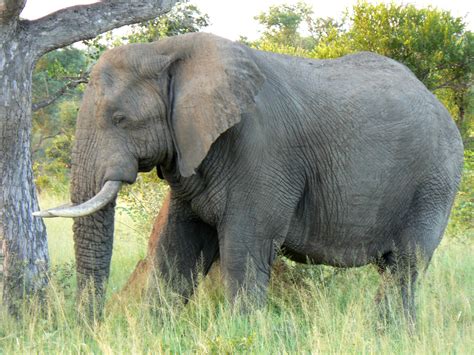 Definitive Guide To African Savanna Elephant Facts Habitat