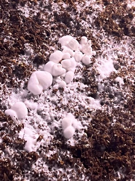 What Are These Fuzzy Blobs Forming Rmycologyandgenetics