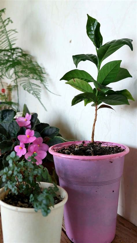 ნორჩი არაბიკა მოსიყვარულე მეზობლებთან ერთად 🇬🇪💯⭐🌸🍀💚 Coffea Arabicas Seedlings • არაბიკა ყავის