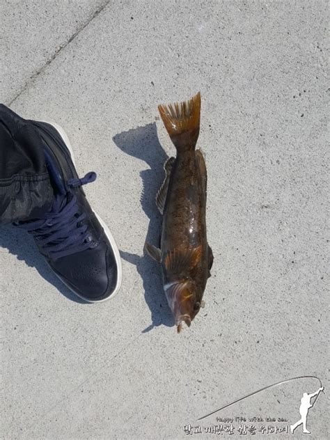 Fish Detection Team Object Detection Model By Baesung Koo