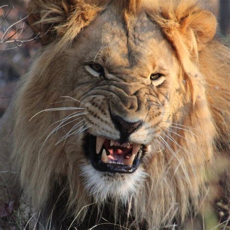 Predator Population Monitoring