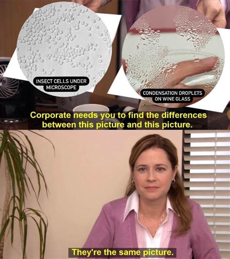 Working With Insect Cells Be Like Rlabrats