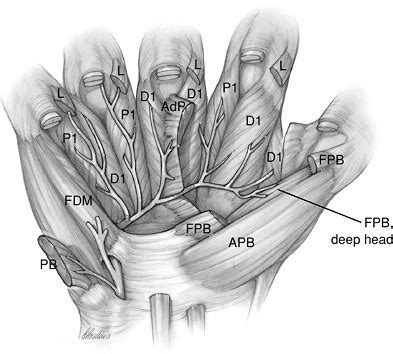 Ulnar Nerve Motor