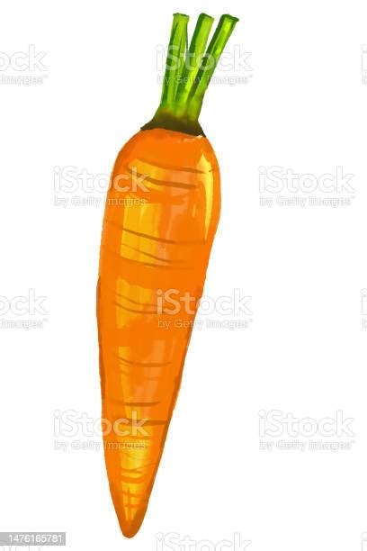 흰색 배경에 신선한 당근을 위한 수채화와 그림 과일과 야채 그림의 디지털 그림입니다 지역 식품 개념입니다 건강한 식생활에 대한 스톡 벡터 아트 및 기타 이미지 Istock