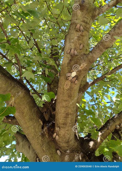 Infested Tree Adult Spotted Lanternflies Near An Egg Mass Stock Photo Image Of Plant