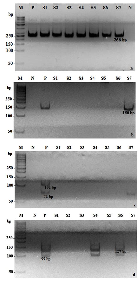 Detection using conventional PCR Detection of a Human β globin Download Scientific
