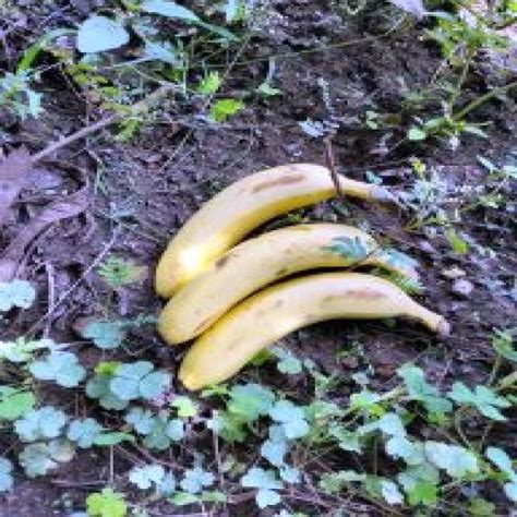 Rotten Fruit Detector Ver 2 Object Detection Dataset V3 2023 04 05 11 49pm By Deep Learning