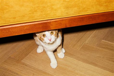 What Common Cat Behaviours Really Mean